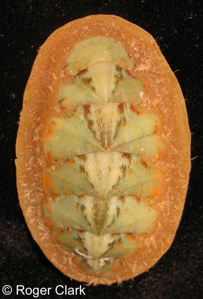 Aberrations-Mutations-Twins